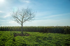 Pindaboom In Landbouwbedrijf Stock Afbeelding - Afbeelding bestaande ...