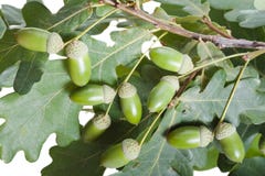 Eikel stock afbeelding. Afbeelding bestaande uit groei - 7190449