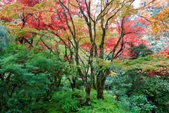 De Japanse Tuin Van De Herfst Stock Foto - Afbeelding bestaande uit ...