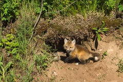 Jonge Rode Vos In Hol Stock Afbeelding - Afbeelding: 26349531