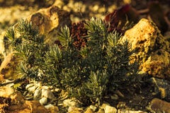 Lavendel op de rotstuin stock afbeelding. Afbeelding bestaande uit ...