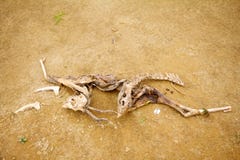 Dead animal in drought stock photo. Image of decay, bones - 58417010