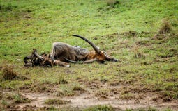 Dead And Rotting Gazelle Carcass Stock Image - Image of decay, plains ...