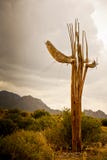 Cactus Storm stock image. Image of remote, explore, travel - 1820469