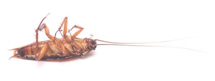 Cockroach Ugly Stock Photos, Images, & Pictures - 467 Images