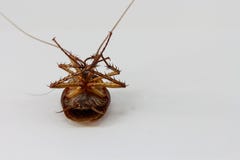Scared Cockroach Stock Photos, Images, & Pictures - 10 Images