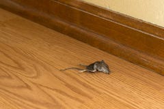 Rodent Mouse Nest In Home Insulation Stock Image - Image of vermin ...
