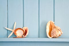 Decoration: Shell Royalty Free Stock Photo - Image: 71035