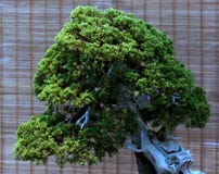 Ancient Bonsai Tree stock image. Image of trees, garden - 53968533