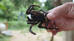 Deep Fried Tarantula, Deep Fried Spider Stock Video - Video of saucepan ...