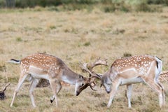 Whitetail Deer Fighting Stock Photos - Royalty Free Images