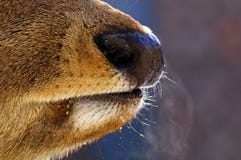 Deer mouth stock photo. Image of deer, features, mouth - 18764066