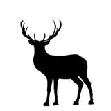 Deer Skull and Shadow stock photo. Image of design, prey - 260204