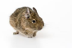 Degu stock photo. Image of degu, close, cute, animal, nose - 8901276