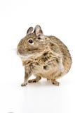Degu stock photo. Image of degu, close, cute, animal, nose - 8901276