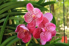 Orchidée Vanda rose photo stock. Image du lumineux, thailand - 38665422