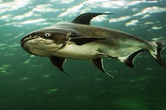 Der Mekong Riesenwels Archivbilder - Abgabe des Download-66 geben Fotos ...