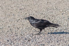 Crow in the desert stock photo. Image of view, sossusvlei - 11455766