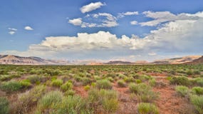 Thick Baobab Trees In African Bush Stock Image - Image: 10161331