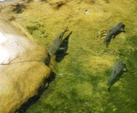 Stone Sucker Fish Royalty Free Stock Photo - Image: 6887295