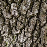 Oak Tree Bark Stock Images - Download 13,724 Photos