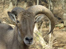 Devil sheep stock image. Image of field, small, eyes, appearance - 3334441