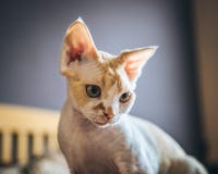 T rex stock photo. Image of prehistoric, colour, model - 36028612