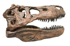Dinosaur Fossil Head Skull Isolated. Stock Image - Image of teeth ...