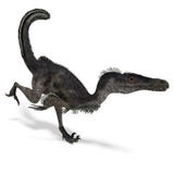 Velociraptor Dinosaur, Full Skeleton Scientifically Correct, Side View ...