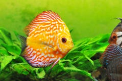 Yellow Discus Fish Aquarium Stock Photos, Images, & Pictures - 310 Images