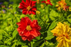 Diversity Flowers stock photo. Image of farmers, flower - 5694944