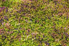 Diversity Flowers stock photo. Image of farmers, flower - 5694944