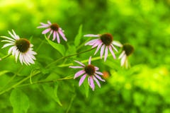 Diversity Flowers stock photo. Image of farmers, flower - 5694944