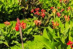 Diversity Flowers stock photo. Image of farmers, flower - 5694944