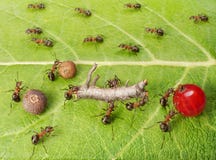 Team Of Ants Work With Branch, Teamwork Stock Photo - Image of work ...