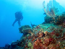 Diving in a coral reef stock photo. Image of marine, adventure - 17281642