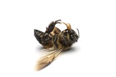 Dode Bij Stock Foto - Afbeelding: 52768110