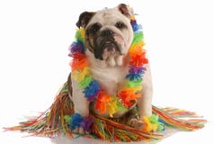 Dog Dressed Up As Hula Dancer Stock Photo - Image of islands, dancing ...