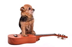 Dog Playing Musical Instrument Stock Photos, Images, & Pictures - 126 ...