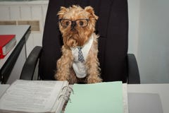 Accountant dog stock image. Image of manager, business - 31335249