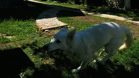 Dog Running Stock Footage & Videos - 3,325 Stock Videos