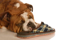 Bulldog Chewing On Slippers Stock Photo - Image: 86043232
