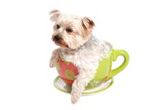 Dog with a cup of tea stock vector. Illustration of home - 36205933