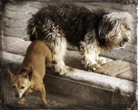 Intercourse Animal Stock Photos, Images, & Pictures - 65 Images