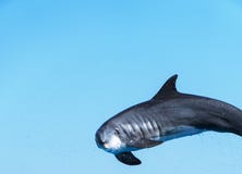 Two dolphins jumping. stock photo. Image of mammal, splash - 46440322