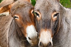 Donkey Couple Stock Images - Download 181 Photos