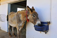 Donkey Drinking Water Stock Photos - 31 Images