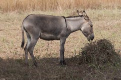 Straw Donkey. Stock Photos - Image: 36921853