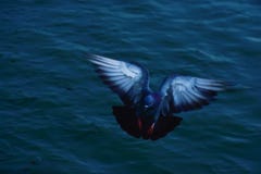 Dove Flying Over Water Stock Images - Download 168 Royalty Free Photos