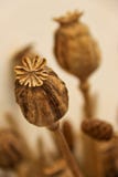 Dried Opium Poppy Seed Capsules Stock Photo - Image: 20839466